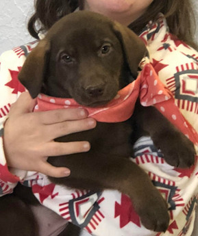 FREEDOM - Puppy Area