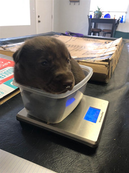 FREEDOM - Puppy Area