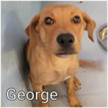 George - Puppy Area