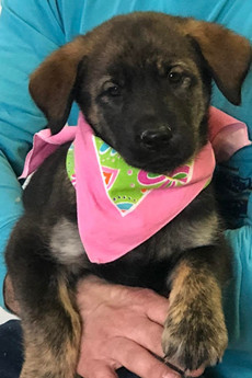 LIBERTY - Puppy Area