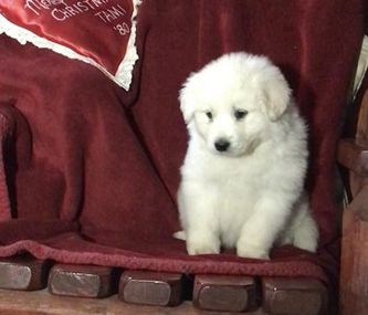 Marshmallow | Puppy Area