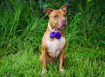 Royal Ruby - Puppy Area