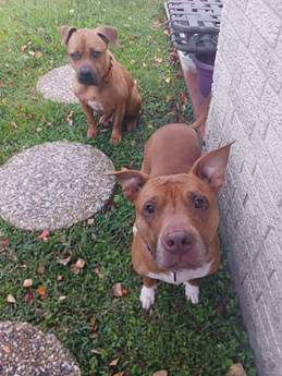 Royal Ruby - Puppy Area