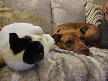 Royal Ruby - Puppy Area