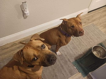 Royal Ruby - Puppy Area