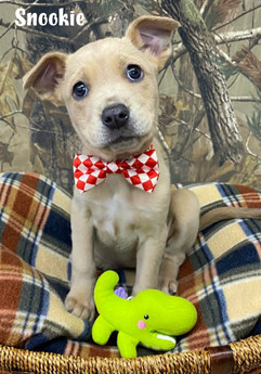 SNOOKIE - Puppy Area