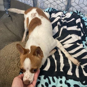 Scrappy Doo - Puppy Area