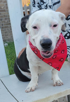 Spotify (TX) - Puppy Area