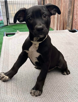 Therman Merman - Puppy Area