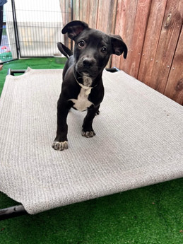 Therman Merman - Puppy Area