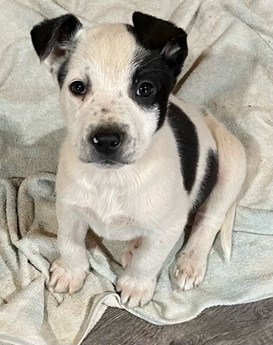 ACD Mix Puppies - Puppy Area