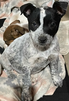 ACD Mix Puppies - Puppy Area