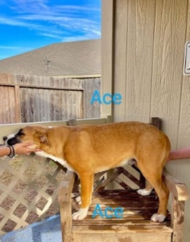 Ace - Puppy Area