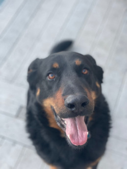 Charlie - Puppy Area