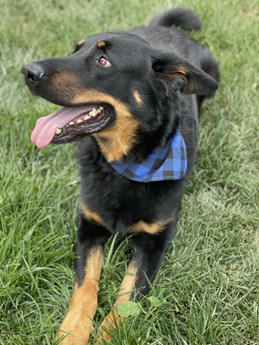 Charlie - Puppy Area