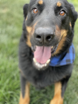 Charlie - Puppy Area