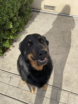 Charlie - Puppy Area