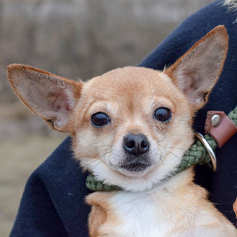 Charlie - Puppy Area