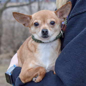 Charlie - Puppy Area