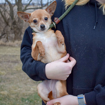 Charlie - Puppy Area