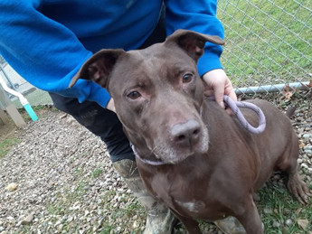 Chelsea - Puppy Area