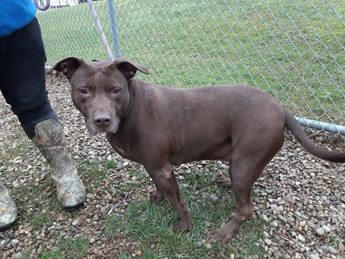 Chelsea - Puppy Area