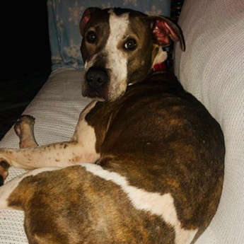 Jennifer Lopez - Puppy Area