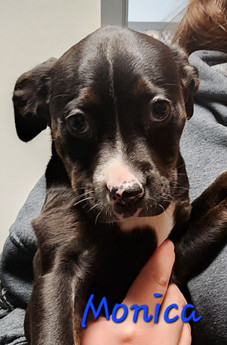 Monica - Puppy Area