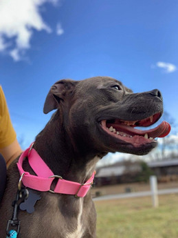 Snookie - Puppy Area