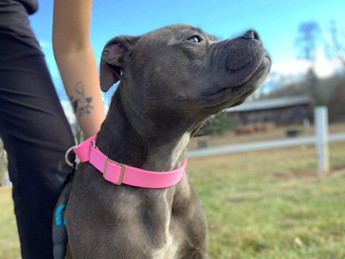 Snookie - Puppy Area