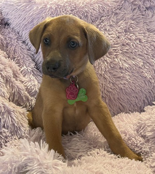 Aloni - Puppy Area