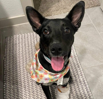 April *Arriving 2/25* - Puppy Area