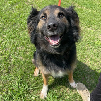 Bamboozle - Puppy Area