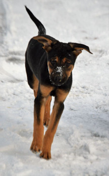 Celeste (white) - Puppy Area