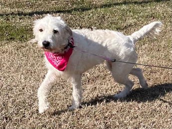 Dixie in Texarkana TX - Puppy Area