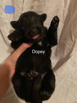 Dopey - Puppy Area