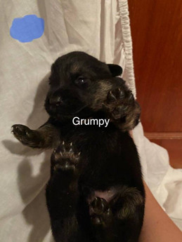 Grumpy - Puppy Area