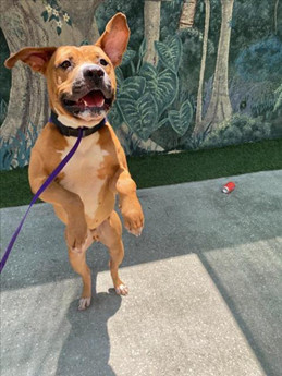 HUNTSMAN - Puppy Area