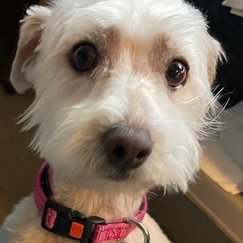 KitKat A Doodle - Puppy Area