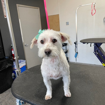 KitKat A Doodle - Puppy Area