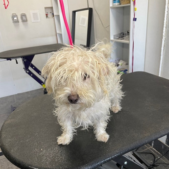 KitKat A Doodle - Puppy Area