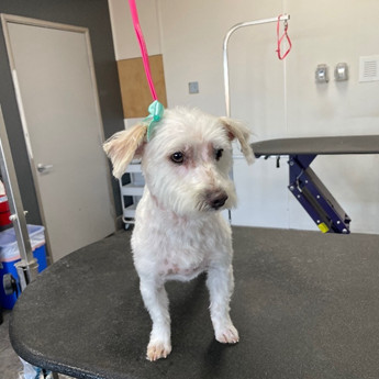 KitKat A Doodle - Puppy Area