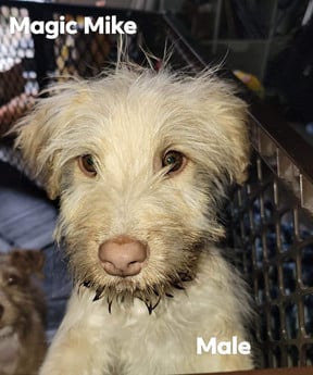 Magic Mike – Mike - Puppy Area