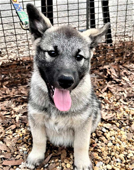 PUPPY PERRY - Puppy Area