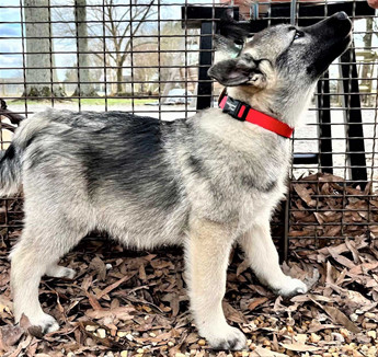 PUPPY PERRY - Puppy Area