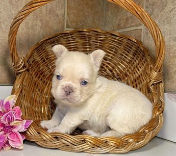 Princess - Puppy Area