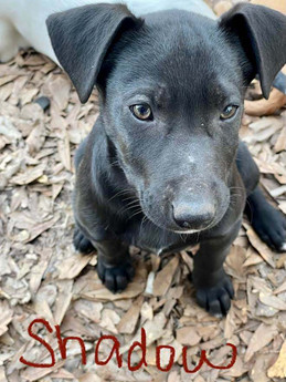 Shadow - Puppy Area