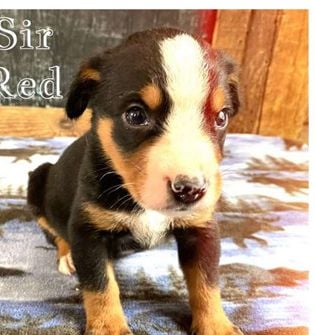 Sir Red - Puppy Area