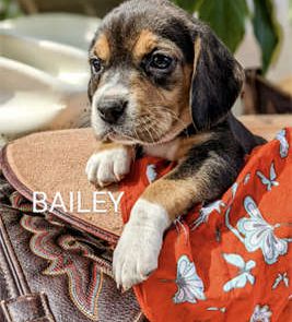 BAILEY - Puppy Area