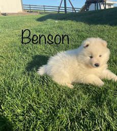 Benson - Puppy Area
